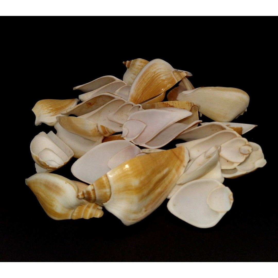 Natural Canarium Half Cut Seashells, 21pc Set Great for Crafters & Diys ...