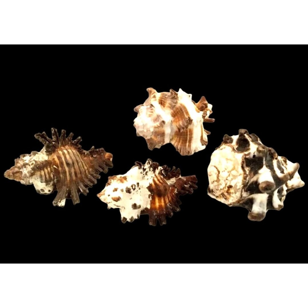 Murex Shells Specimen Variety 4pc Collectors Set ~ 2" to 2 .1/2" L - Etsy