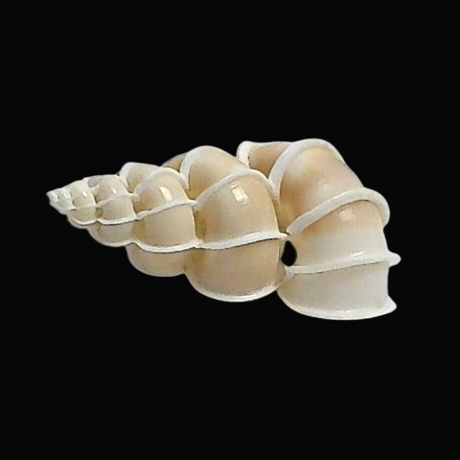 Epitoniidae Epitonium Scalare Spiral Specimen Seashell - Etsy