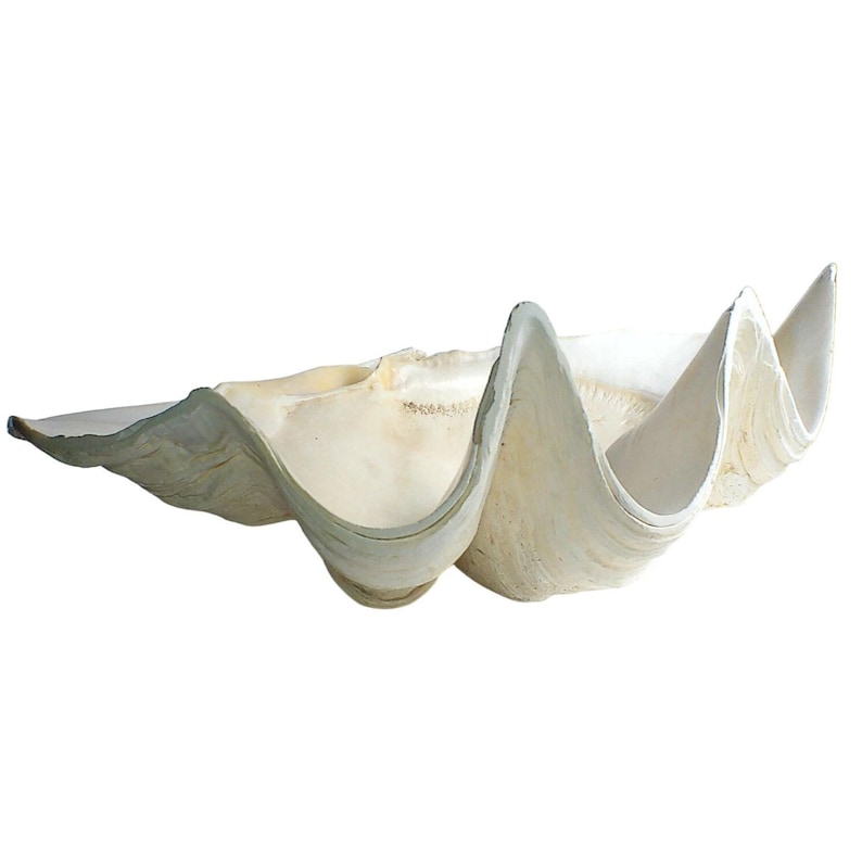 Giant Genuine Clam Shell Natural Large Vintage 17.5" - Etsy