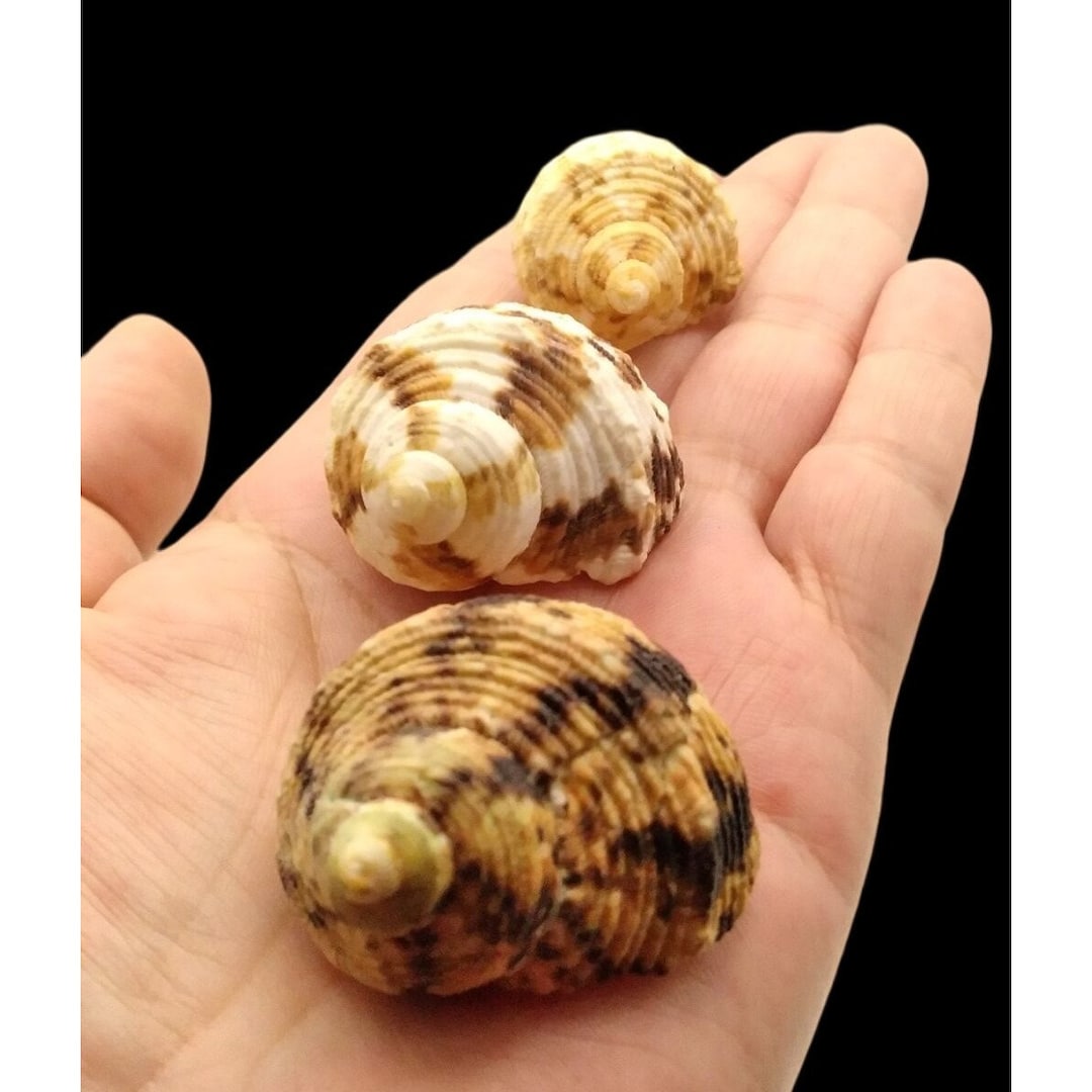 Nerita Squamulata Sea Snail Specimen Shells Set 6pcs ~ 1" to 1. 1/2" L ...