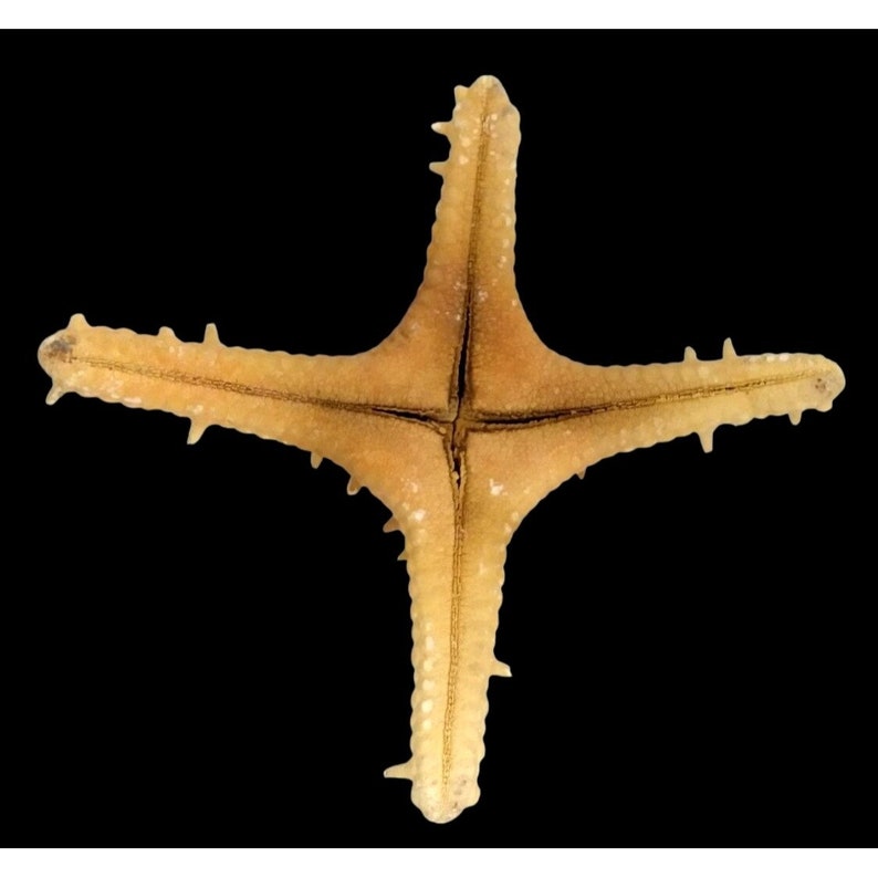 Rare Horned Sea Star Four Arm Oddity Protoreaster Nodosus Specimen ...