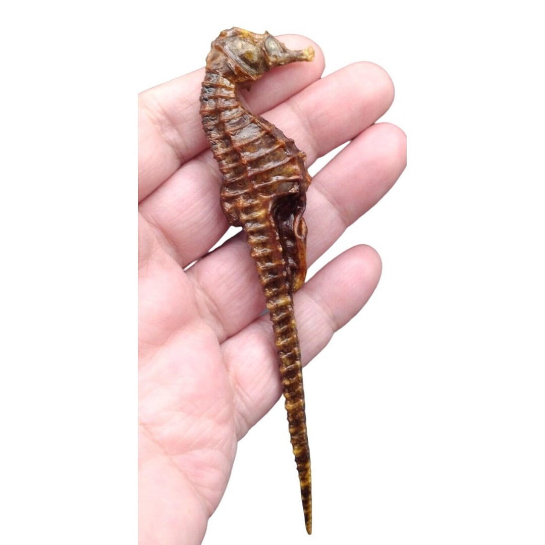 Rare Genuine Dried Seahorse Specimen Large Size 4. 1/2 L X 1 W - Etsy