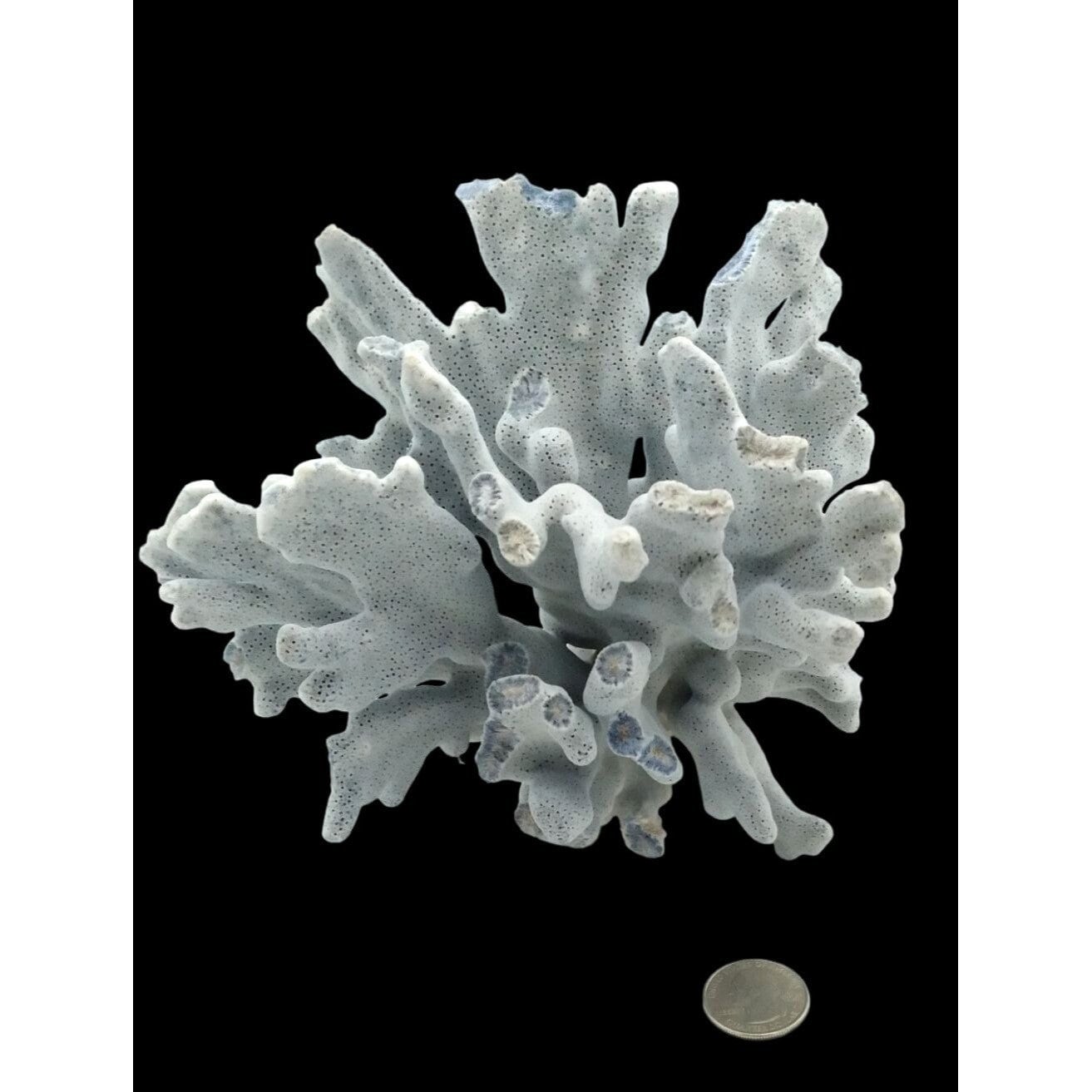 Rare Genuine Blue Ridge Coral Heliopora Coerula Specimen ~ 7. 1/2" H X ...