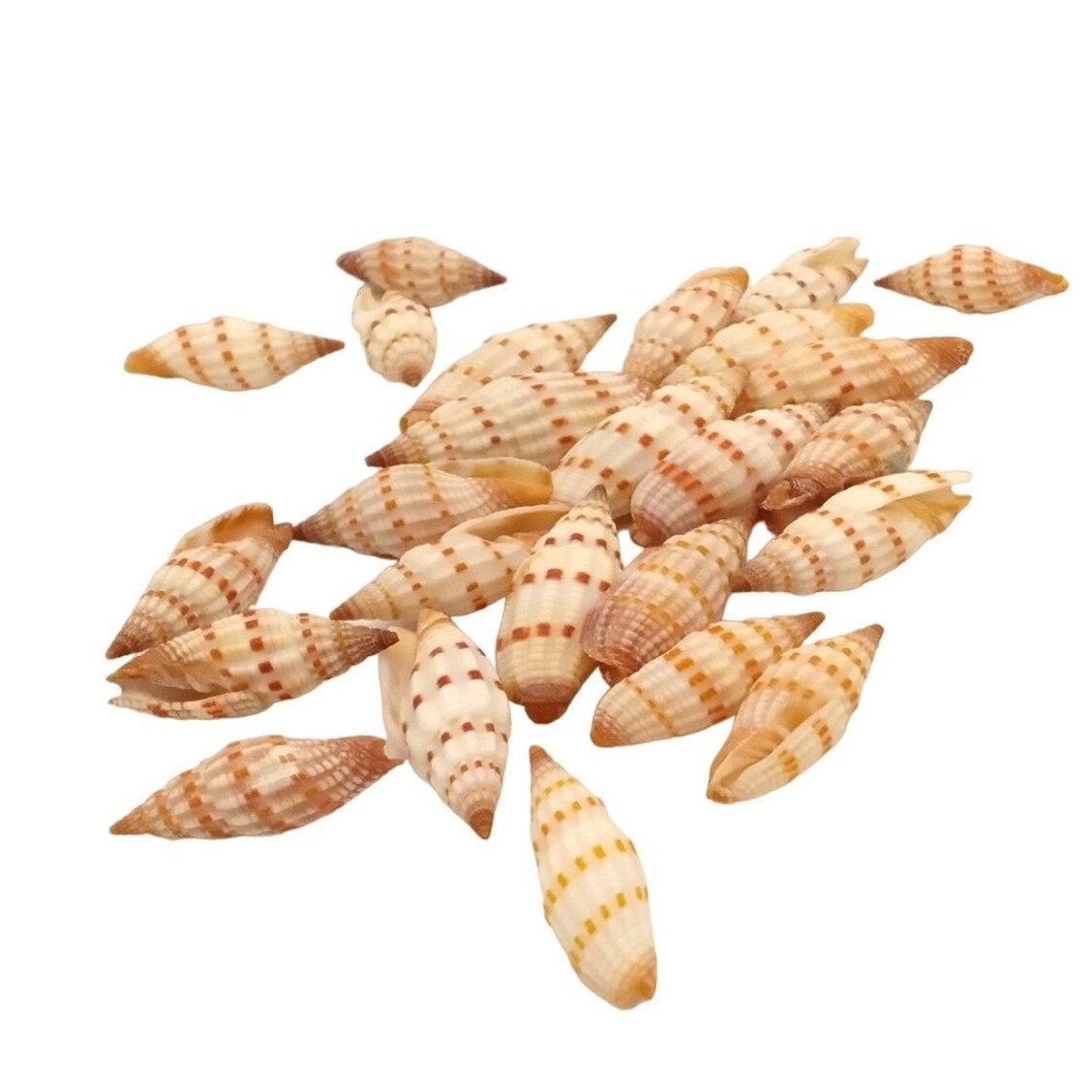 Rare Vintage Mitre Specimen Snail Shell Vexillum Sanguisuga - 25pcs 1/2 ...