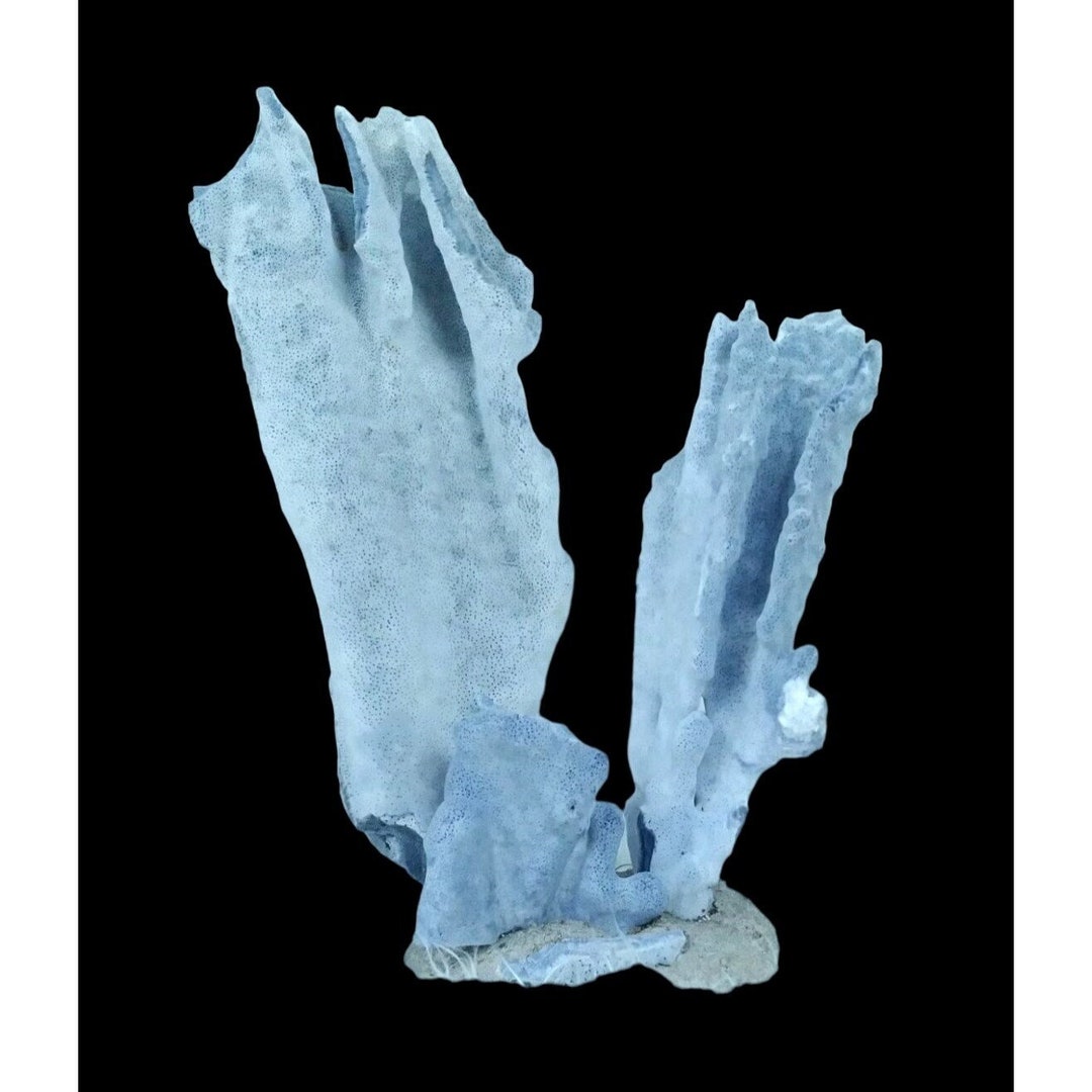 Rare Genuine Blue Ridge Coral Heliopora Coerula Specimen ~ 14" H X 11 ...