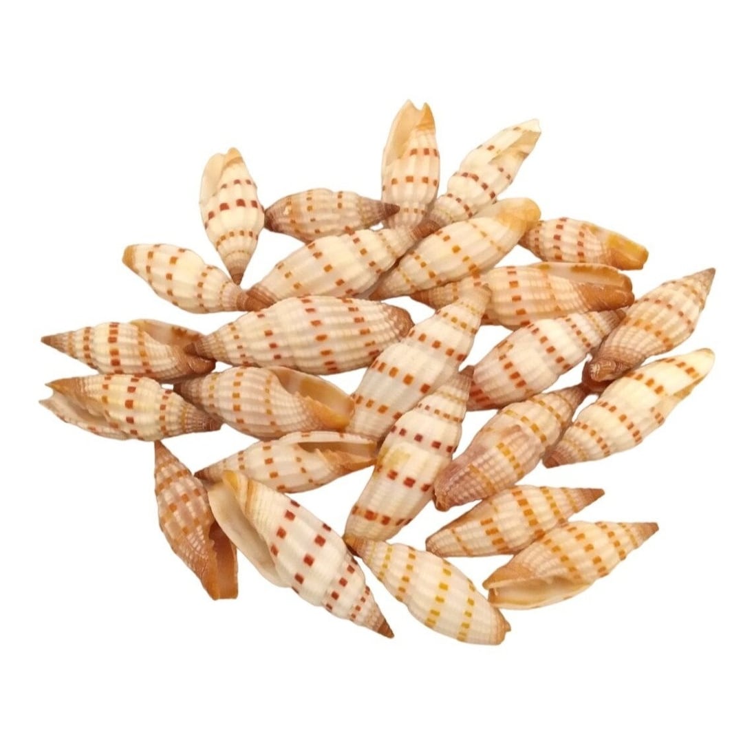 Rare Vintage Mitre Specimen Snail Shell Vexillum Sanguisuga - 25pcs 1/2 ...