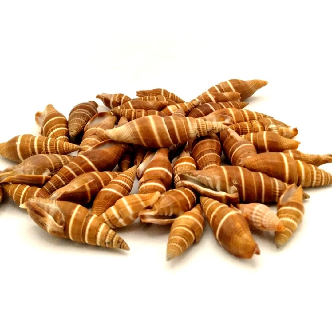 Vexillum Subdivisum Specimen Shells 40pcs Size Range Approx. 1 to 2 L ...