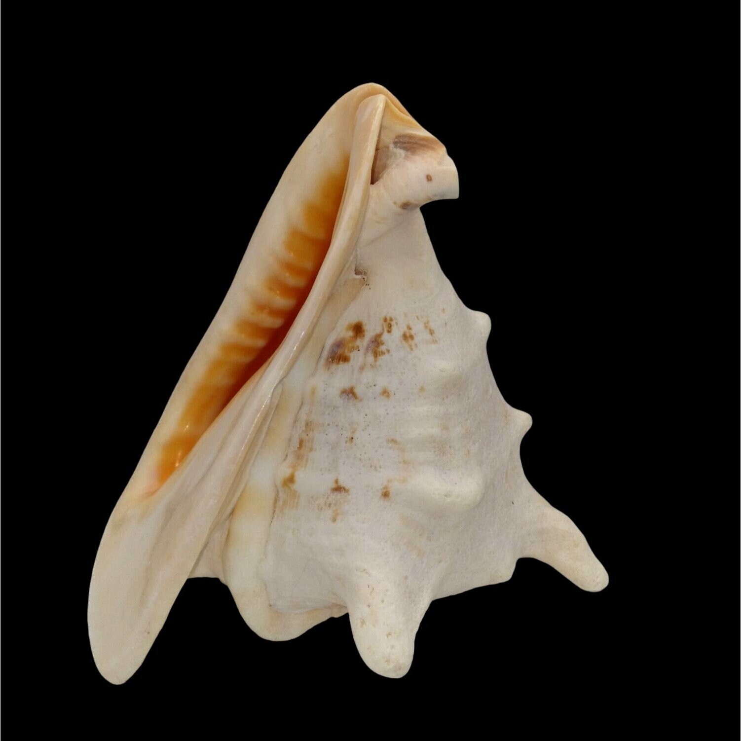 Vintage Cassis Cornuta Queen Horned Helmet Shell 8. 1/2" X 6" Great for ...