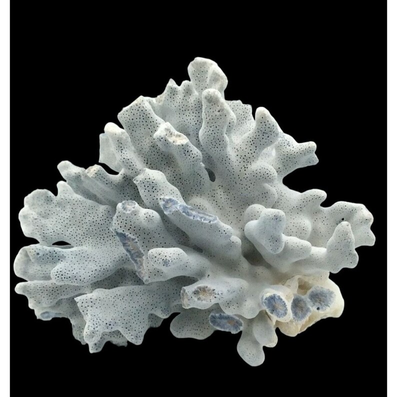 Rare Genuine Blue Ridge Coral Heliopora Coerula Specimen ~ 7. 1/2" H X ...