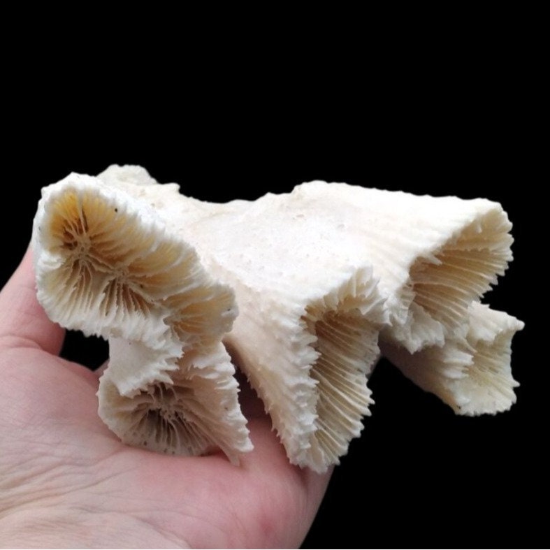 Genuine Colonial Branching Coral Specimen ~ 7" L X 4" W - Etsy