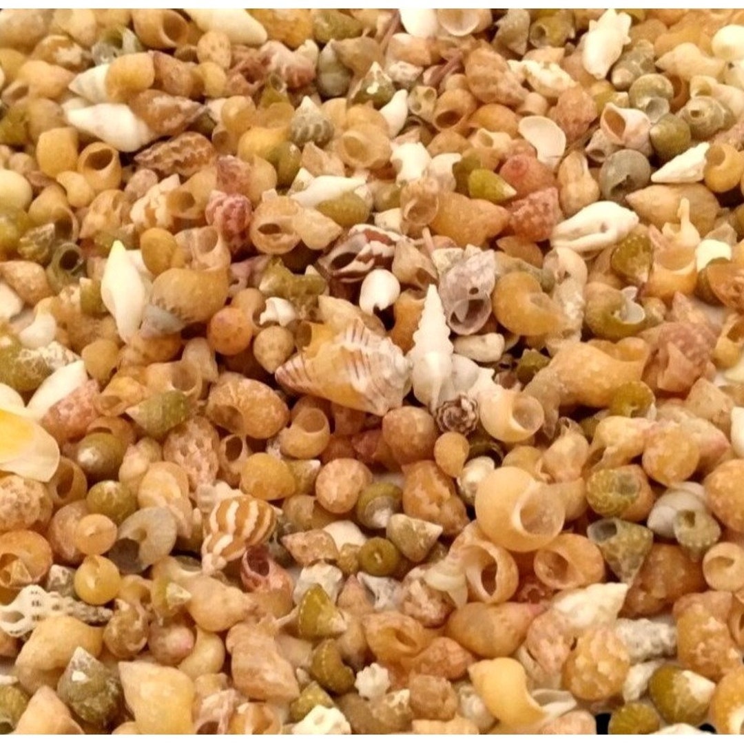 Tiny Seashell Mix Varity Great for Sailor's Valentine ~ One Cup - Etsy