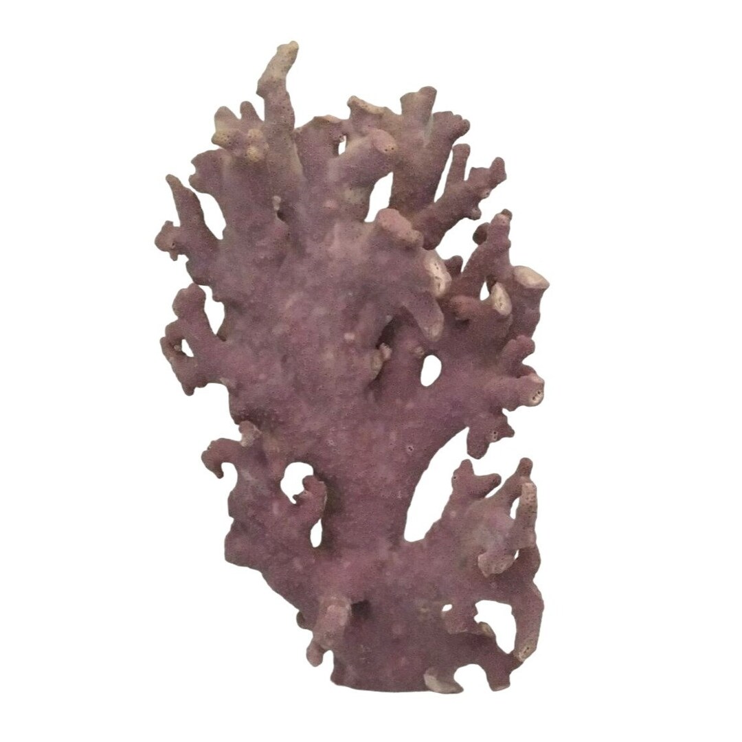 Natural Violet Coral Allopora Specimen Rare Vintage ~ 7" H X 4" W - Etsy