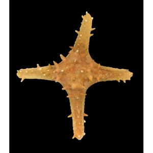 Rare Horned Sea Star Four Arm Oddity Protoreaster Nodosus Specimen ...