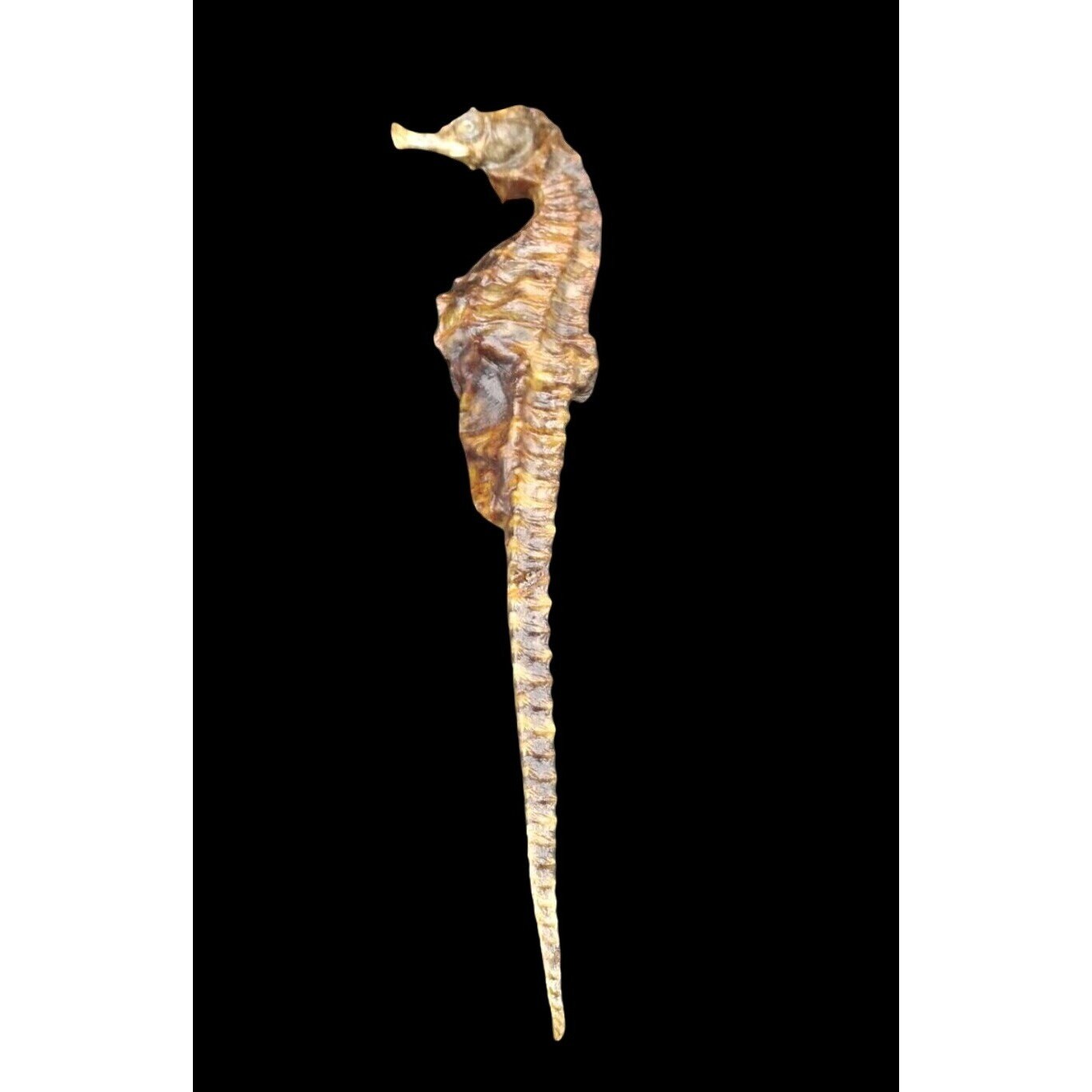 Rare Genuine Dried Seahorse Specimen Large Size 4. 1/2 L X 1 W - Etsy