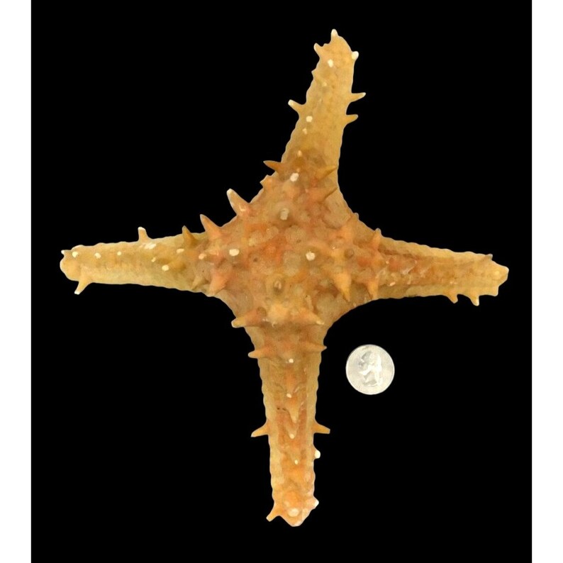 Rare Horned Sea Star Four Arm Oddity Protoreaster Nodosus Specimen ...
