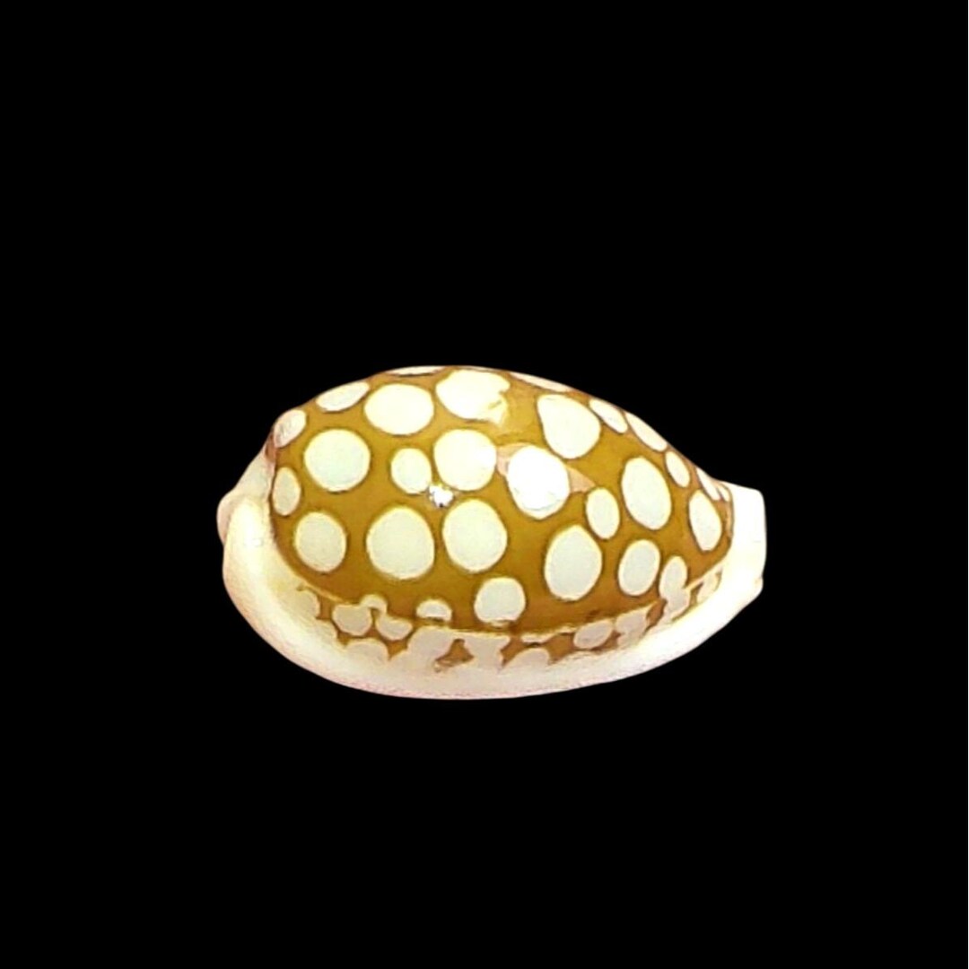 Cypraea Cribraria Linne Spotted Cowrie Specimen Shell GEM - Etsy