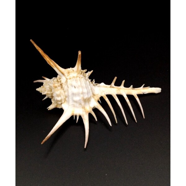 Murex Shell - Etsy