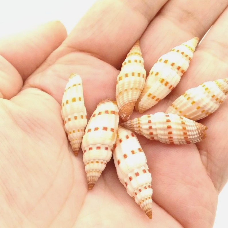 Rare Vintage Mitre Specimen Snail Shell Vexillum Sanguisuga - 25pcs 1/2 ...