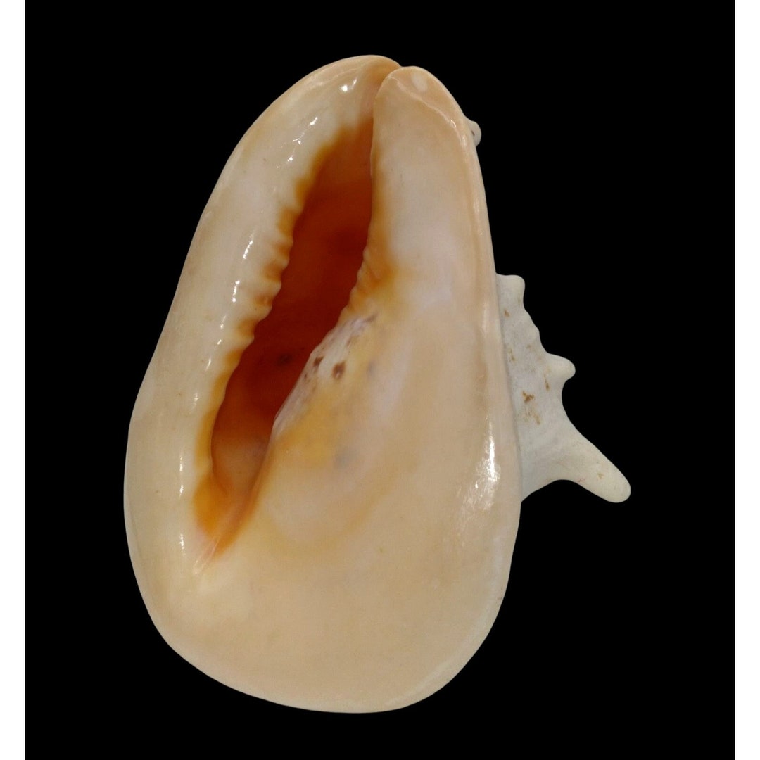 Vintage Cassis Cornuta Queen Horned Helmet Shell 8. 1/2" X 6" Great for ...