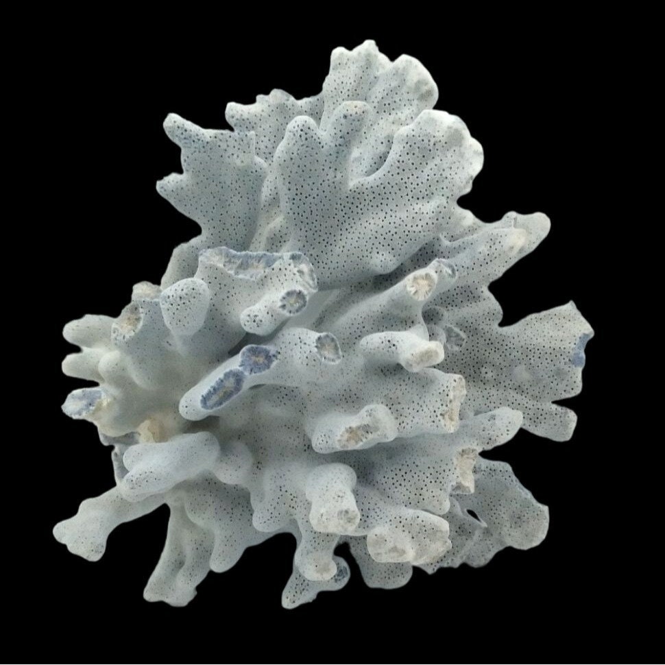 Rare Genuine Blue Ridge Coral Heliopora Coerula Specimen ~ 7. 1/2" H X ...