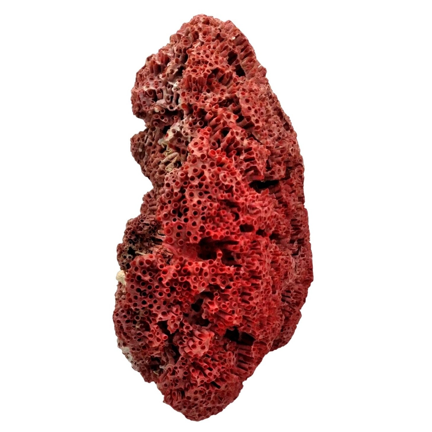 Rare Vintage Red Pipe Organ Coral Specimen ~ 8" H X 8" W - Etsy