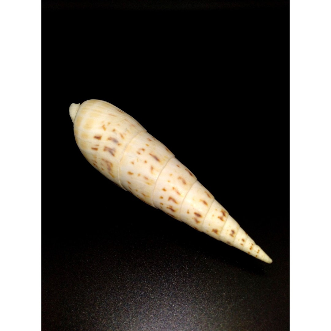 Natural Marlin Spike Seashell, Great for Aquariums, Decor & Diys - Etsy