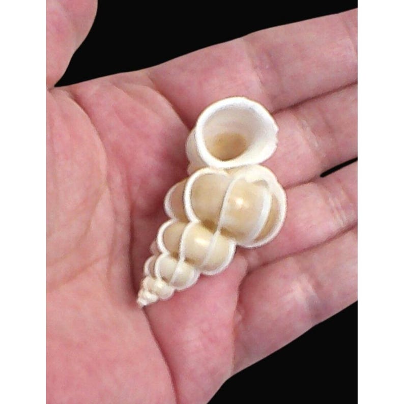 Epitoniidae Epitonium Scalare Spiral Specimen Seashell - Etsy