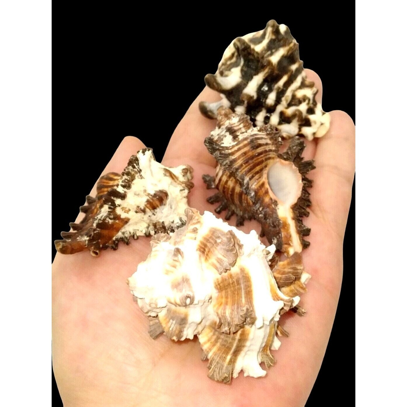 Murex Shells Specimen Variety 4pc Collectors Set ~ 2" to 2 .1/2" L - Etsy