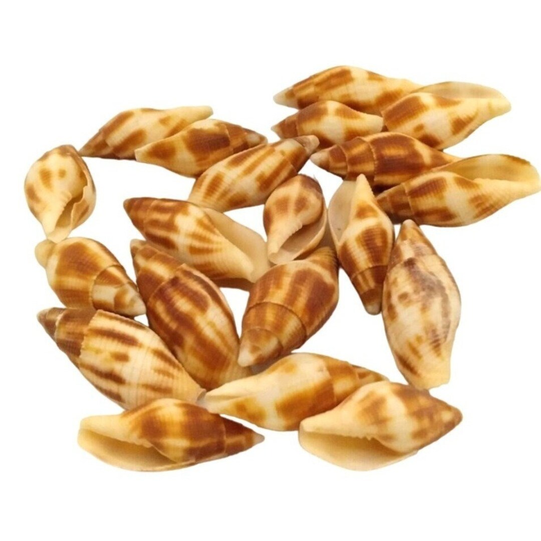 Mitra Adusta Indian Ocean Specimen Shells 20pcs ~ 1.3/4" L - Etsy