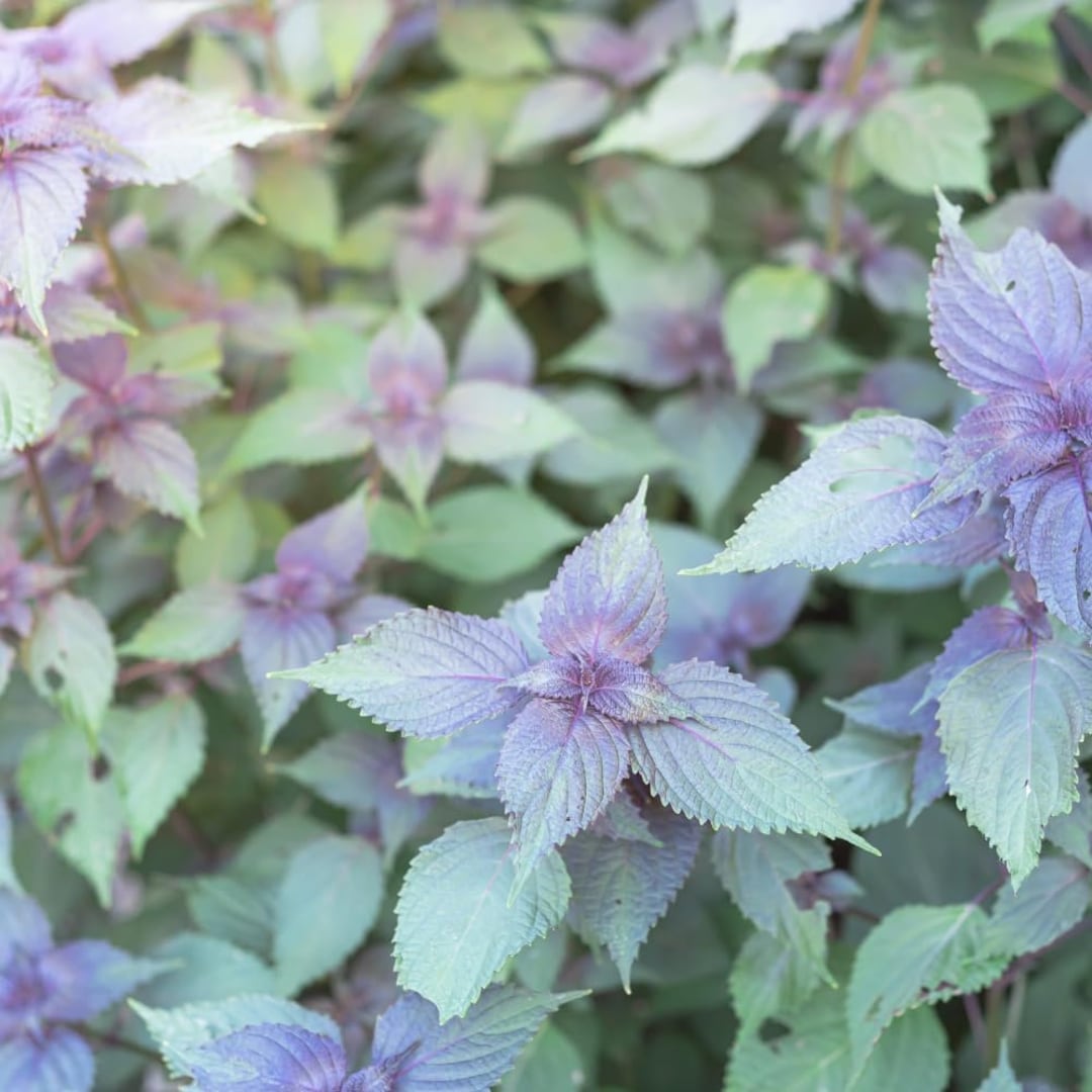 2000 Vietnamese Perilla Seeds La Tia to AKA. Shiso Seeds, Perilla ...