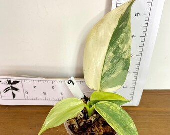 Philodendron Silver Sword Variegated - Etsy