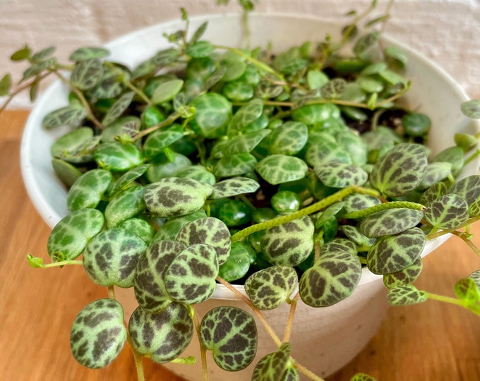 String of Turtles (peperomia Prostrata) | Trailing Pet-safe Plants ...
