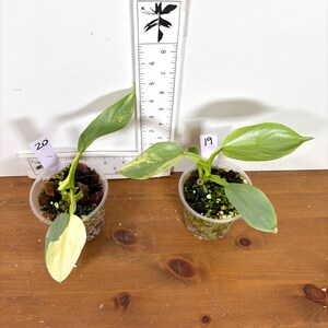 Variegated silver Sword Philodendron Rooted Cuttings and Small Plants ...