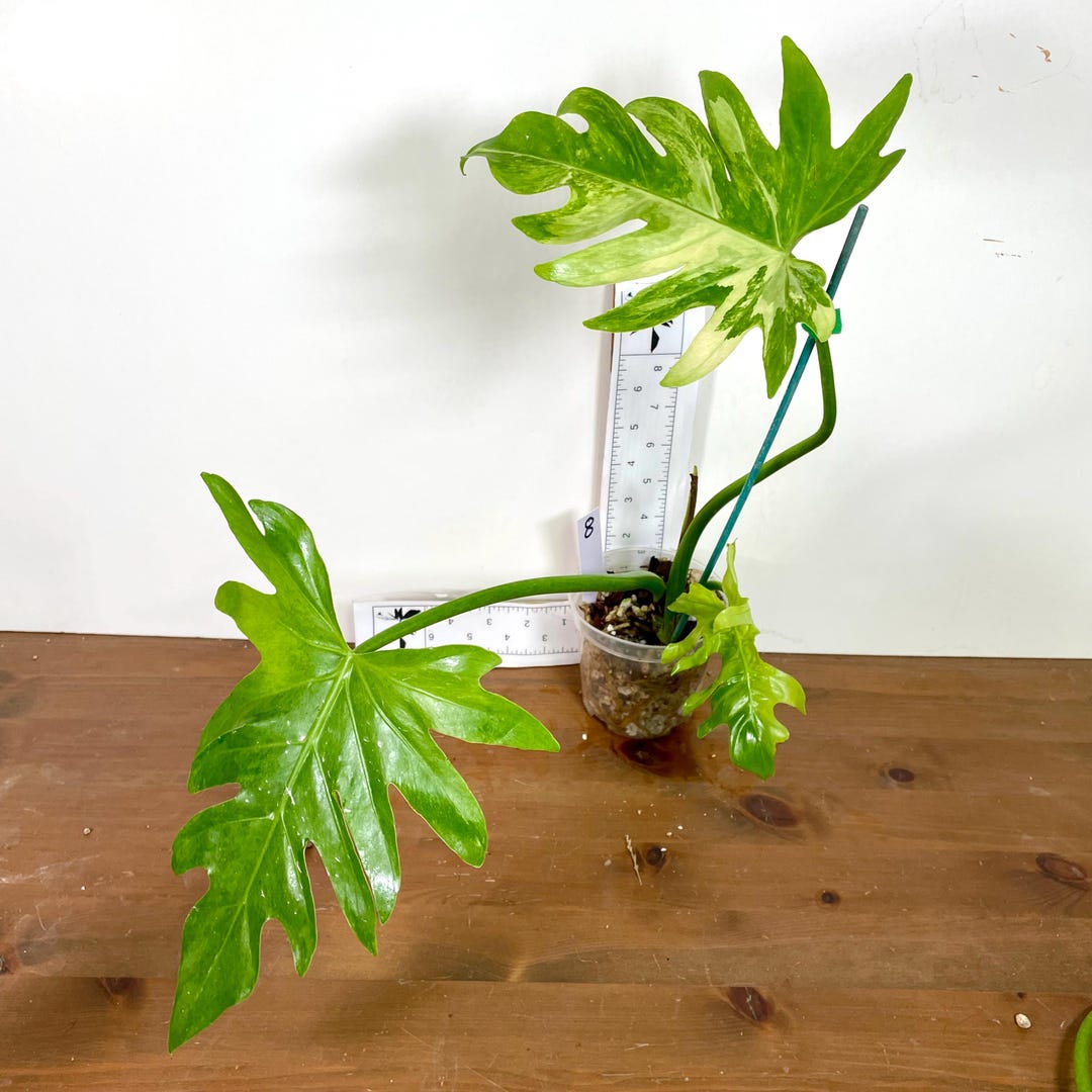 Philodendron radiatum abigarrado / Thaumatophyllum radiatum variegata ...