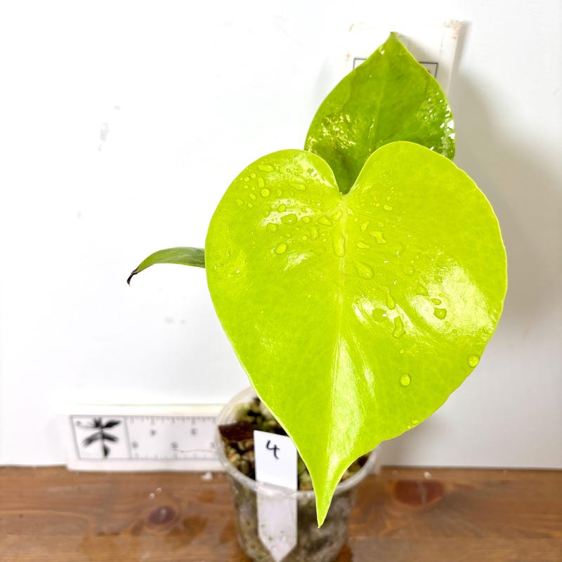 Light Lime Monstera - Etsy