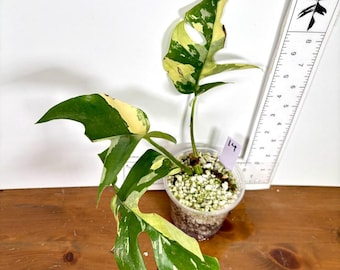 Rhaphidophora Tetrasperma Variegated, Ginny Monstera - Etsy