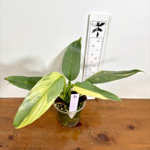 Variegated ‘silver Sword’ Philodendron | Yellow, Cream, White, Silver ...