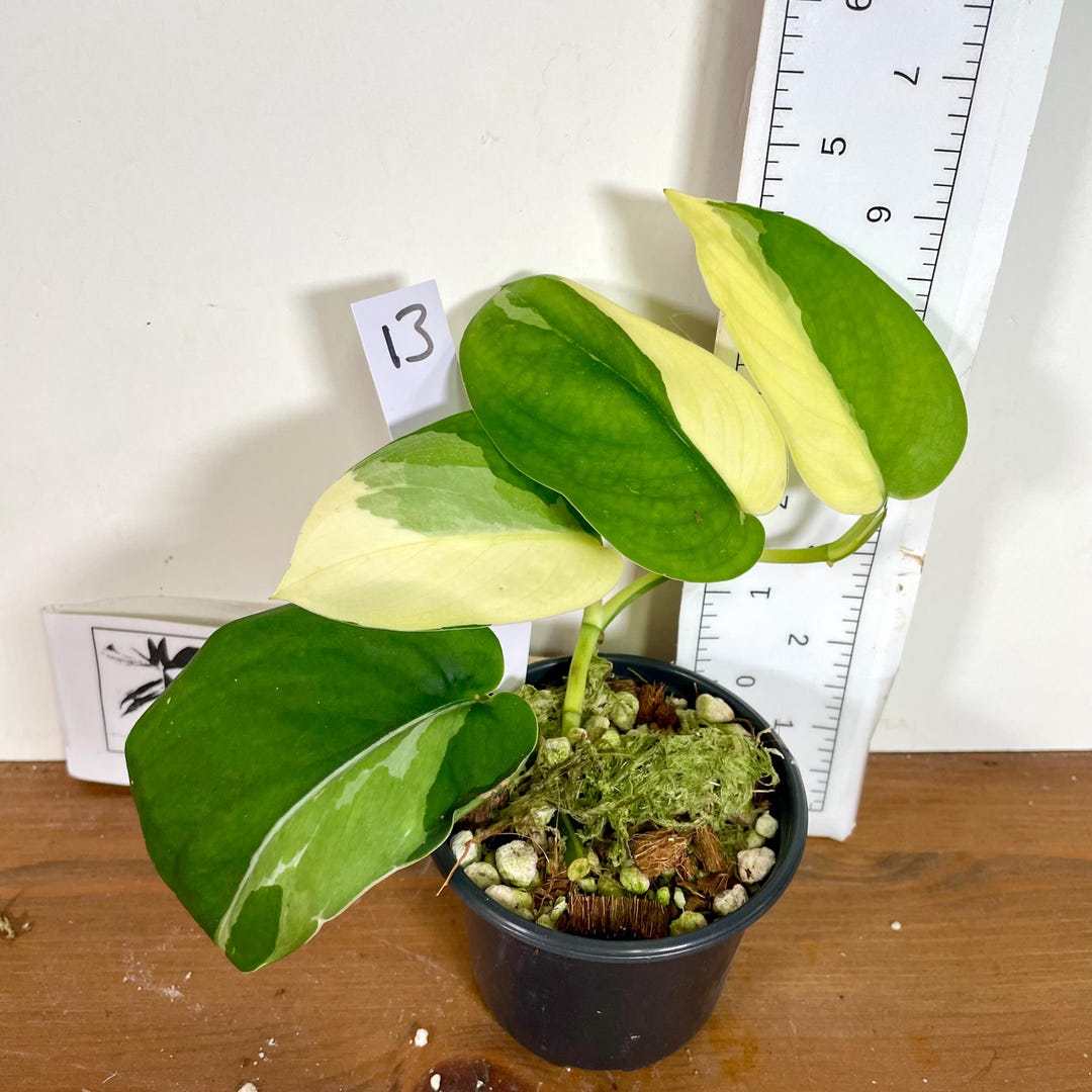 Scindapsus 'jade Satin' Variegated Yellow Variegated Scindapsus Rooted ...