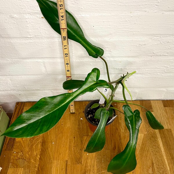 Philodendron Joepii - Etsy