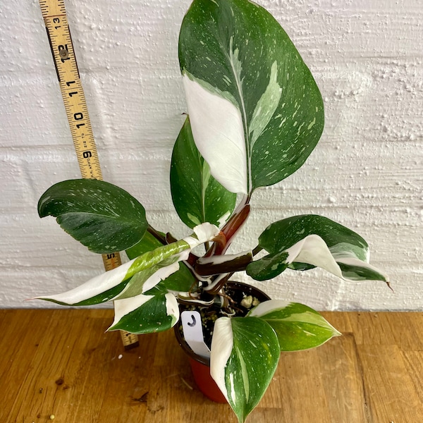 White Knight Philodendron - Etsy
