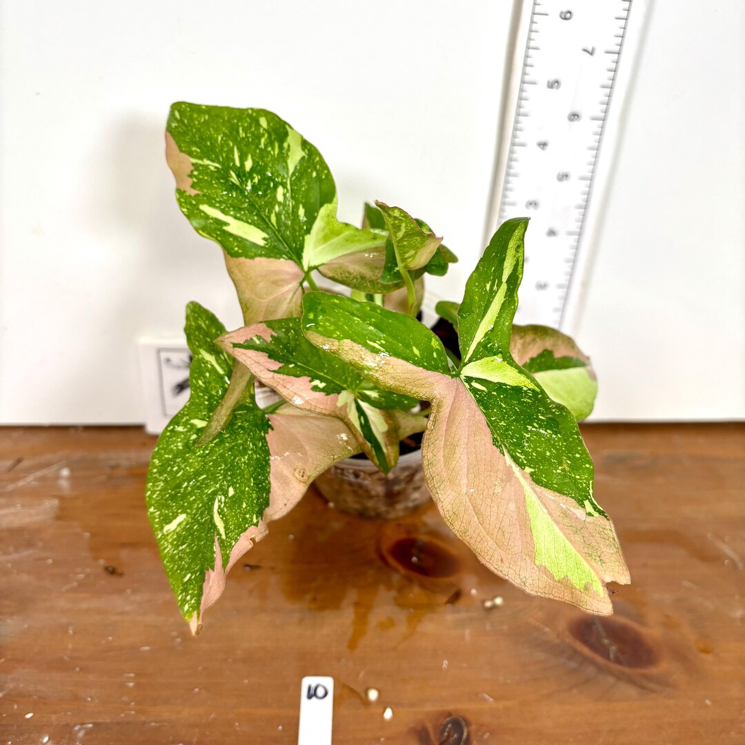 Syngonium Red Spot Tricolor | Rare Trailing Climbing Aroid | Easy Plant ...