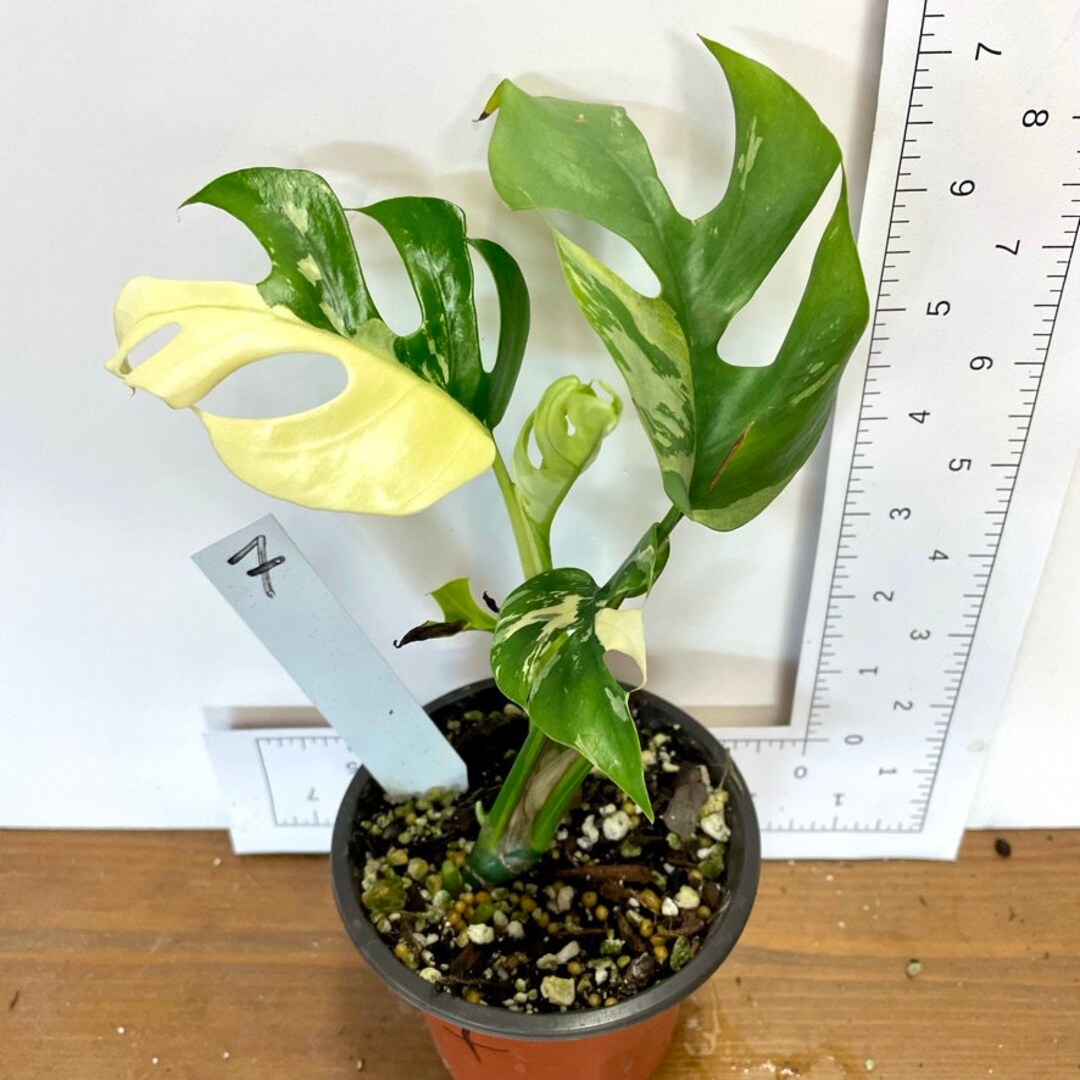 Rhaphidophora Tetrasperma 'variegated' Mini Monstera Ginny Albo Exact ...
