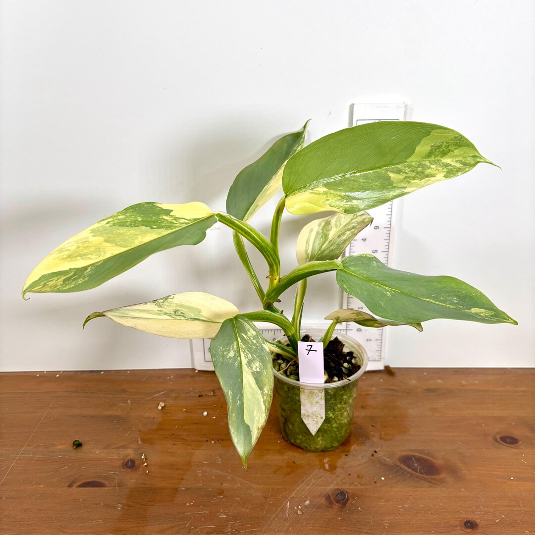 Variegated ‘silver Sword’ Philodendron | Yellow, Cream, White, Silver ...