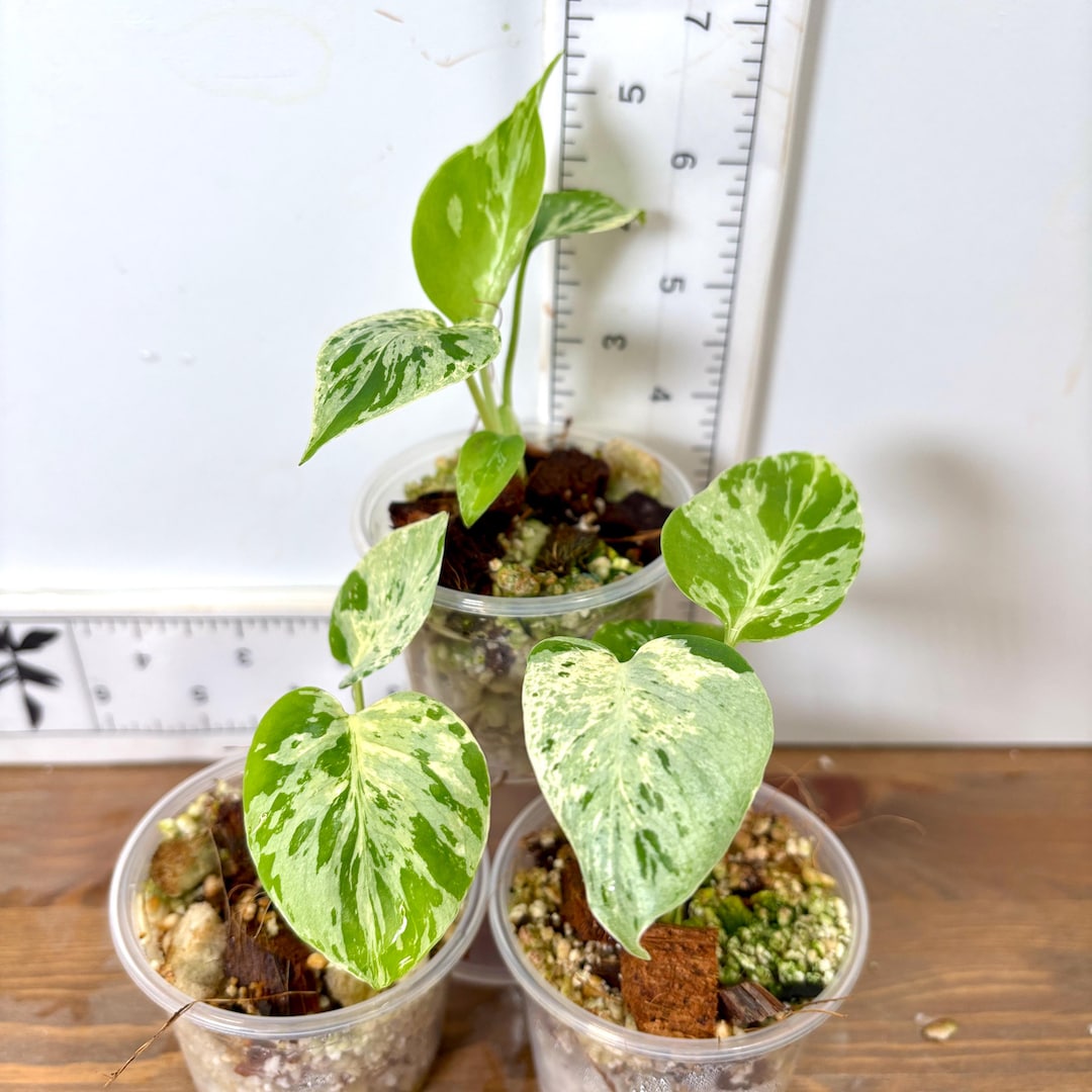 Bulbasaur Monstera Deliciosa | Rare High Variegation | Rooted Baby ...