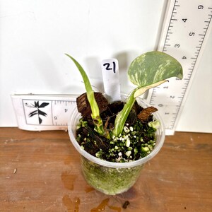 Variegated ‘silver Sword’ Philodendron | Rooted Cuttings and Small ...