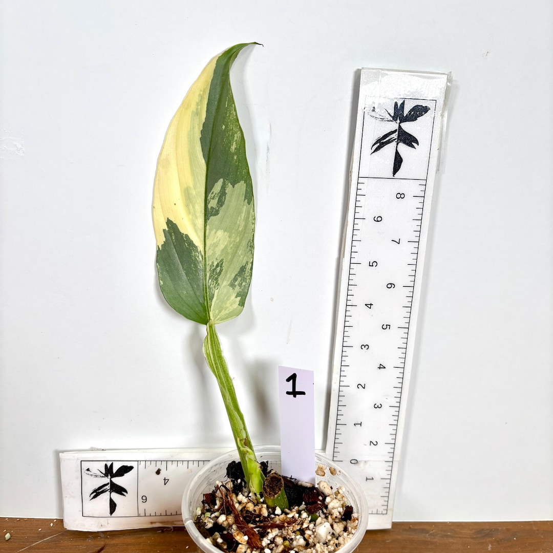 Variegated ‘silver Sword’ Philodendron | Rooted Mid-cuts With Leaves ...