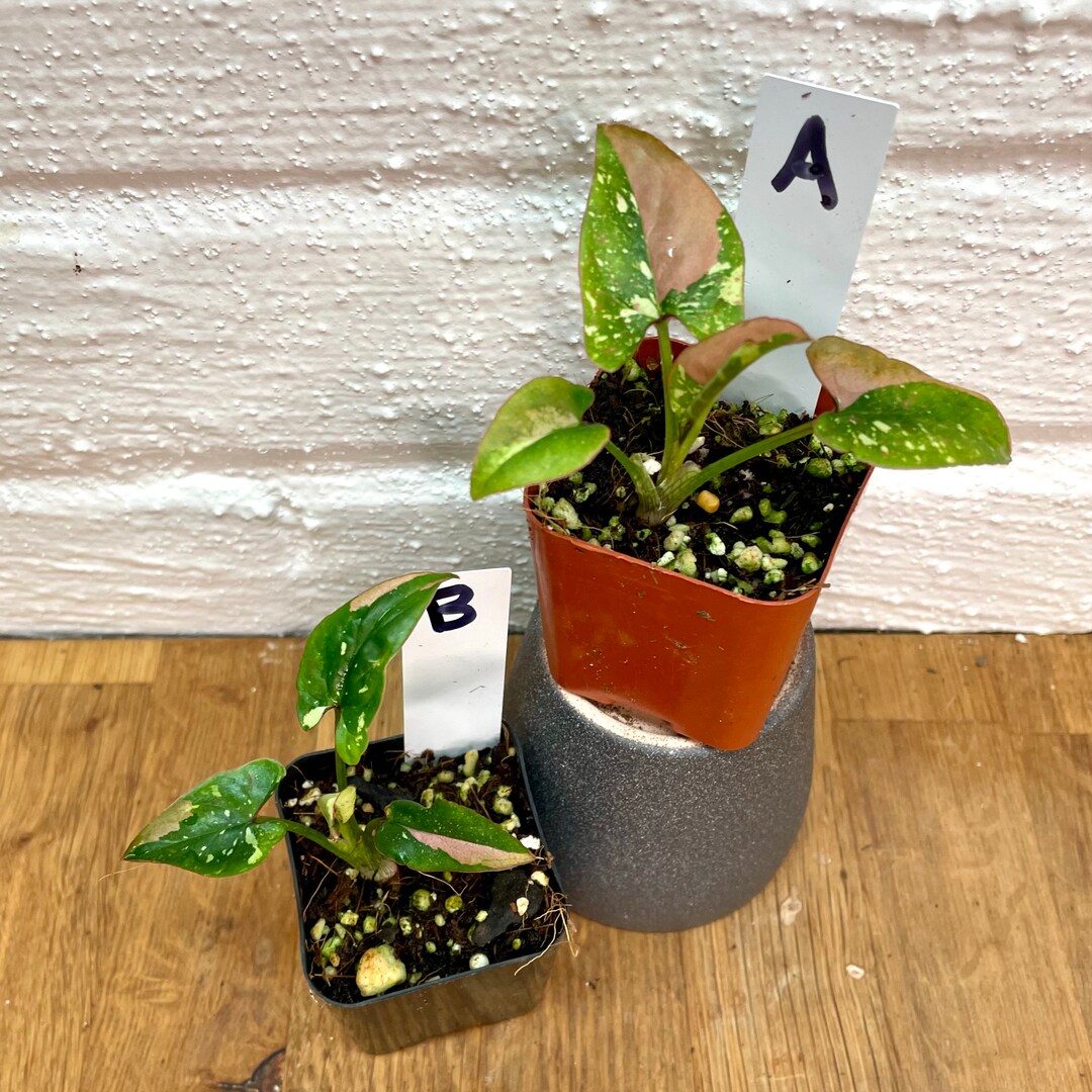 Syngonium Red Spot Tricolor Rare Trailing Climbing Aroid - Etsy