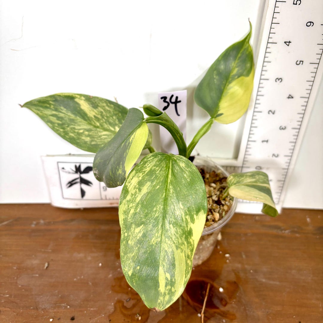 Variegated ‘silver Sword’ Philodendron | Rooted Cuttings and Small ...