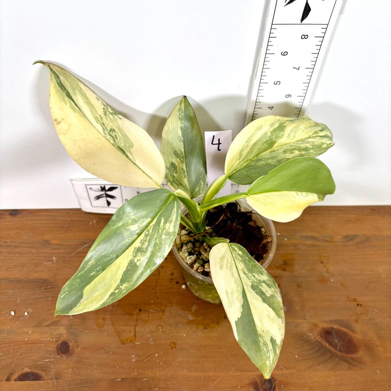 Philodendron Silver Sword - Etsy